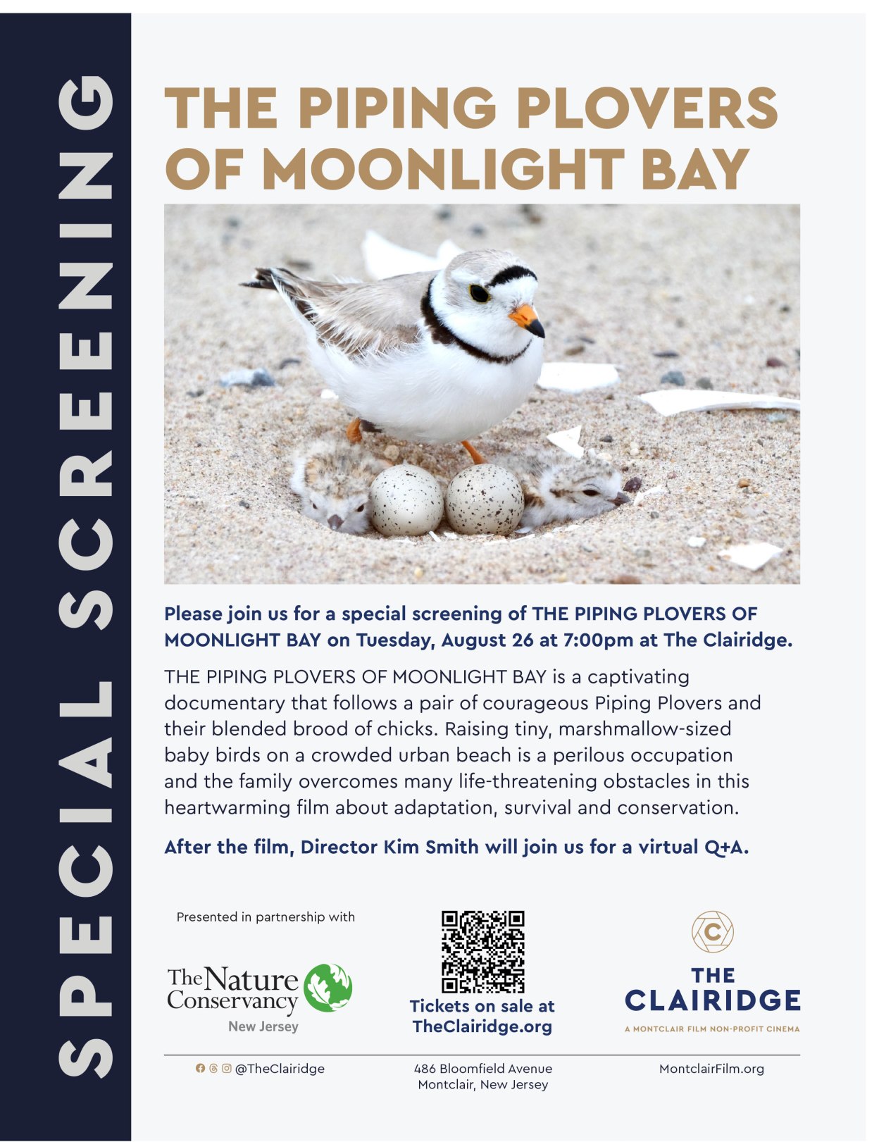 The Piping Plover Project | Dedicated to Piping Plover Conservation