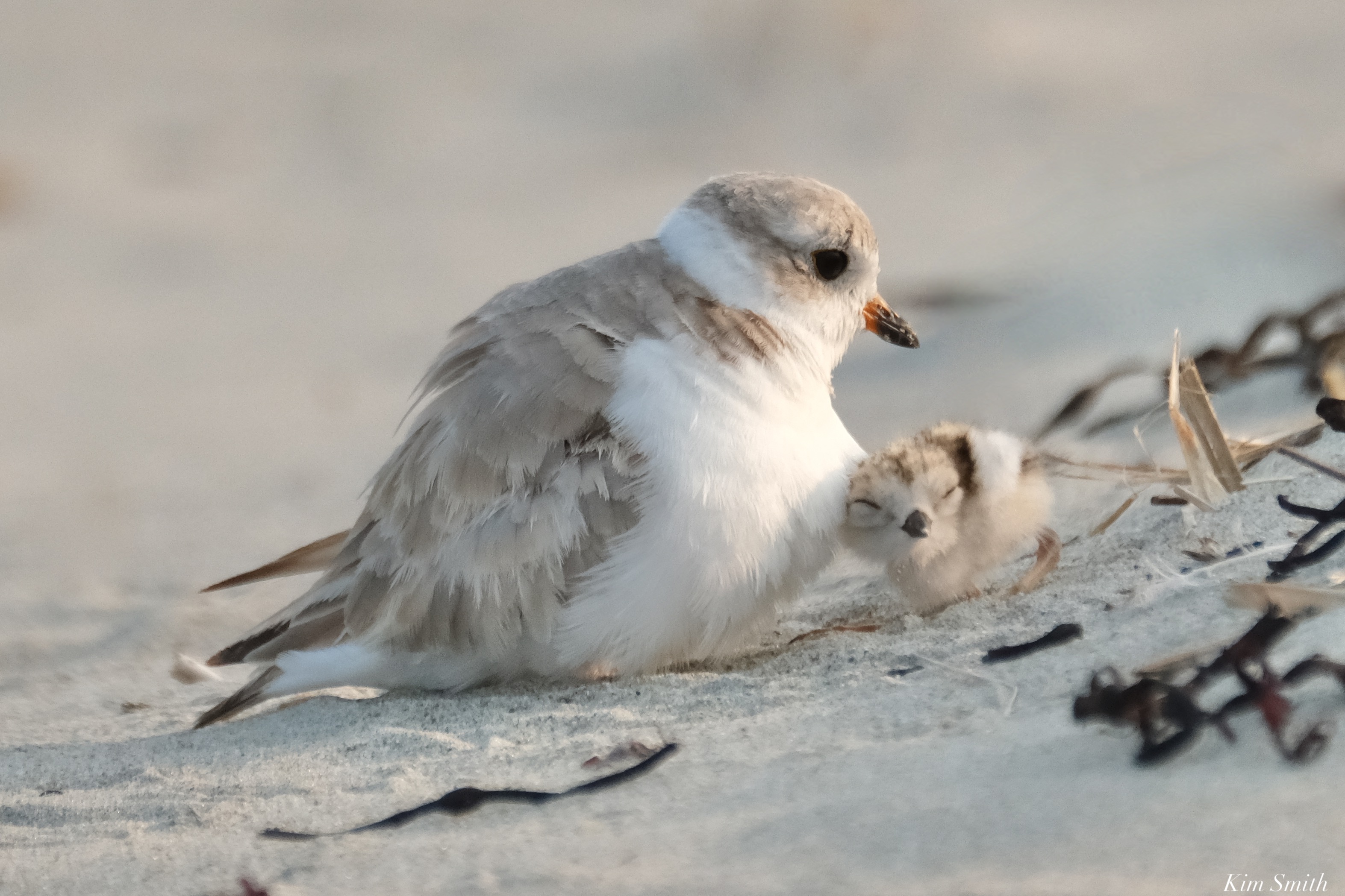 The Piping Plover Project | Dedicated to Piping Plover Conservation