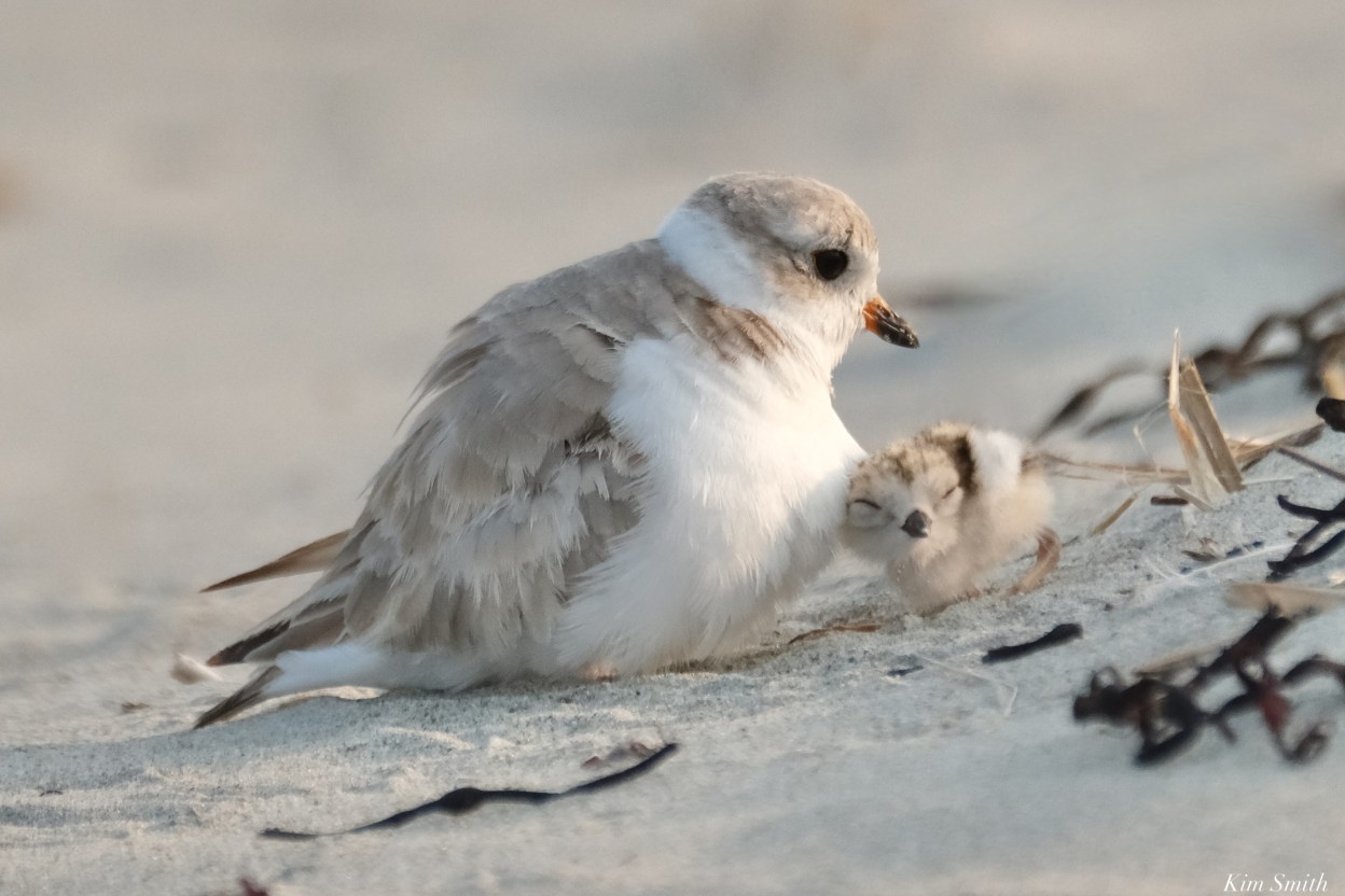 The Piping Plover Project | Dedicated to Piping Plover Conservation