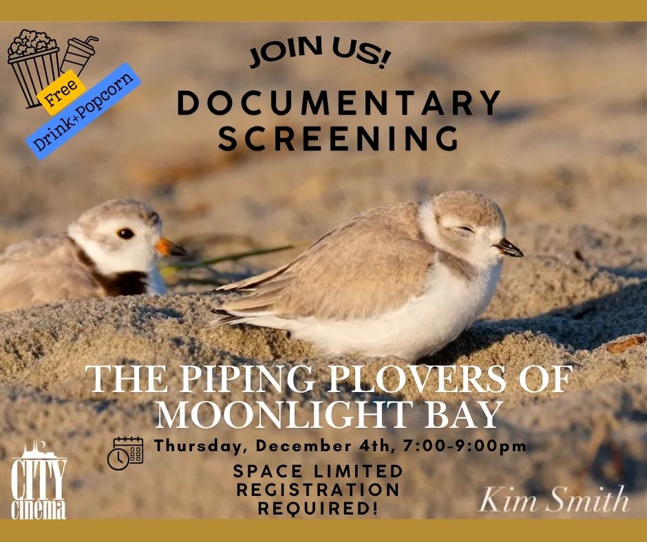 Piping Plovers of Moonlight Bay Airing at Prince Edward Island! | The ...