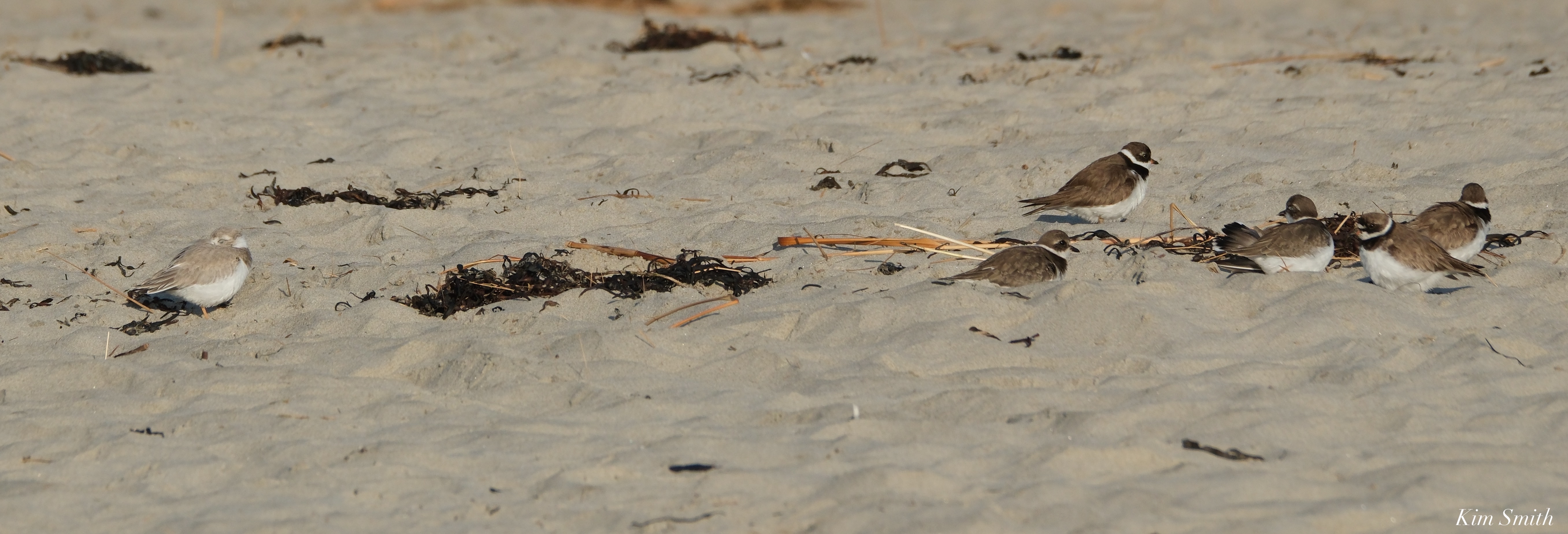 Piping Plover September Update | The Piping Plover Project