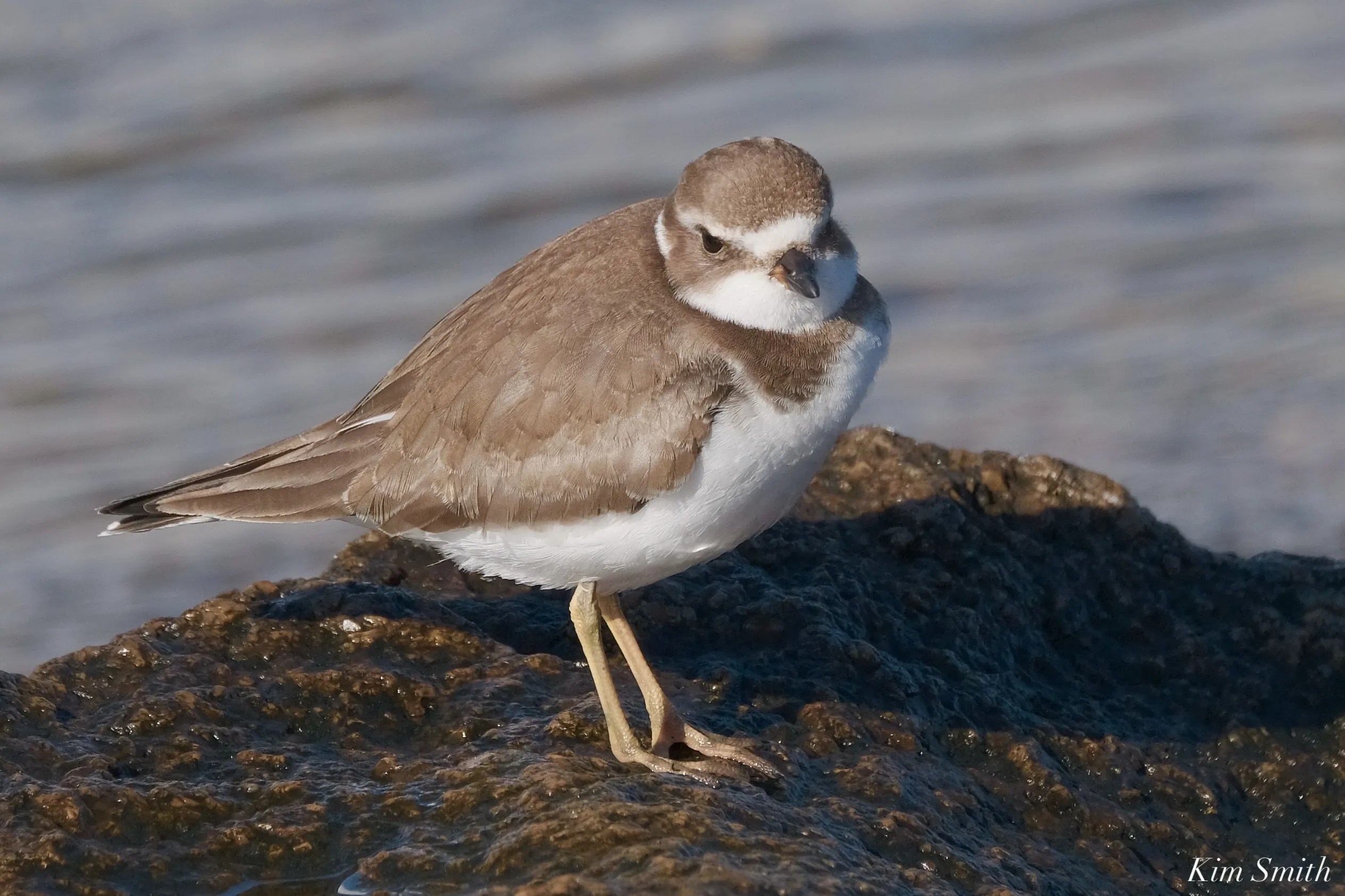 Piping Plover September Update | The Piping Plover Project